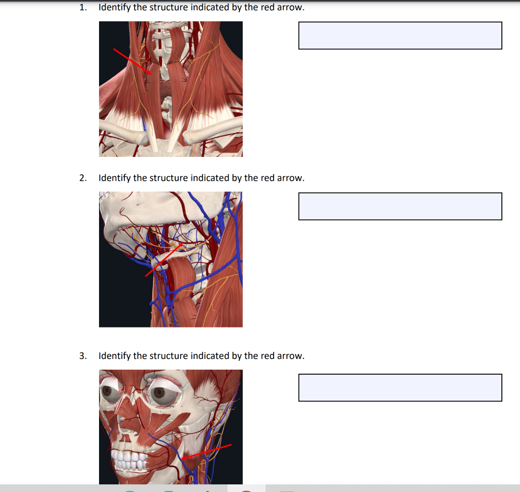 Solved 1. Identify the structure indicated by the red arrow. | Chegg.com