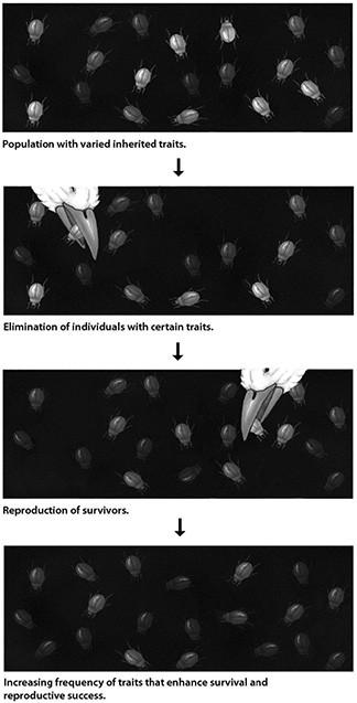 Solved In the process of evolution by natural selection | Chegg.com