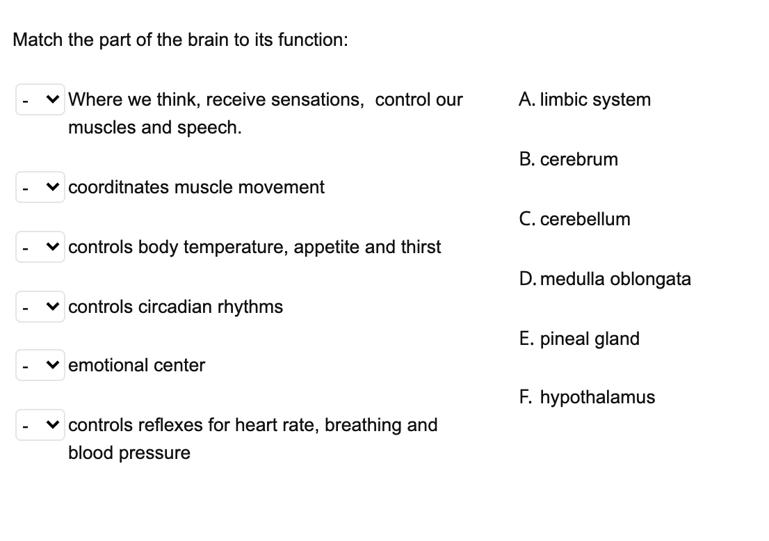 Solved Match the part of the brain to its function: A. | Chegg.com