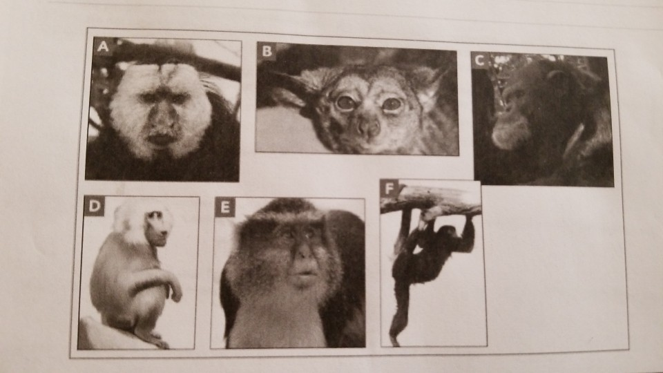 Solved LAB EXERCISE 10.1 Distinguishing Primate Groups Name | Chegg.com