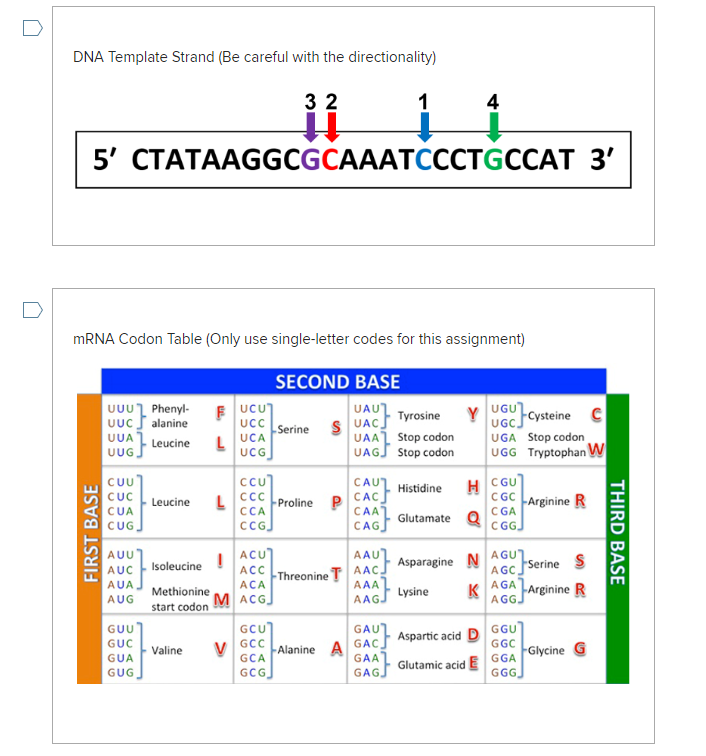 Solved Mrna Codon Table Only Use Single Letter Codes For 