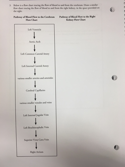 Blood Flow Chart