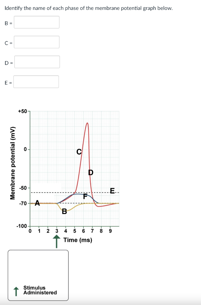 Solved Identify the name of each phase of the membrane | Chegg.com
