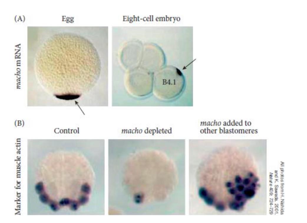 Solved Look closely at the localization of macho mRNA in the | Chegg.com