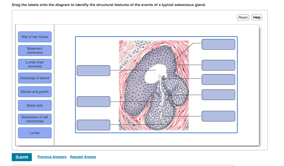 Solved Drag the labels onto the diagram to identify the | Chegg.com