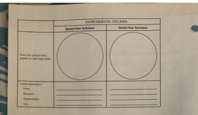 Solved ENVIRONMENTAL SPECIMEN Spread-Plate Technique | Chegg.com