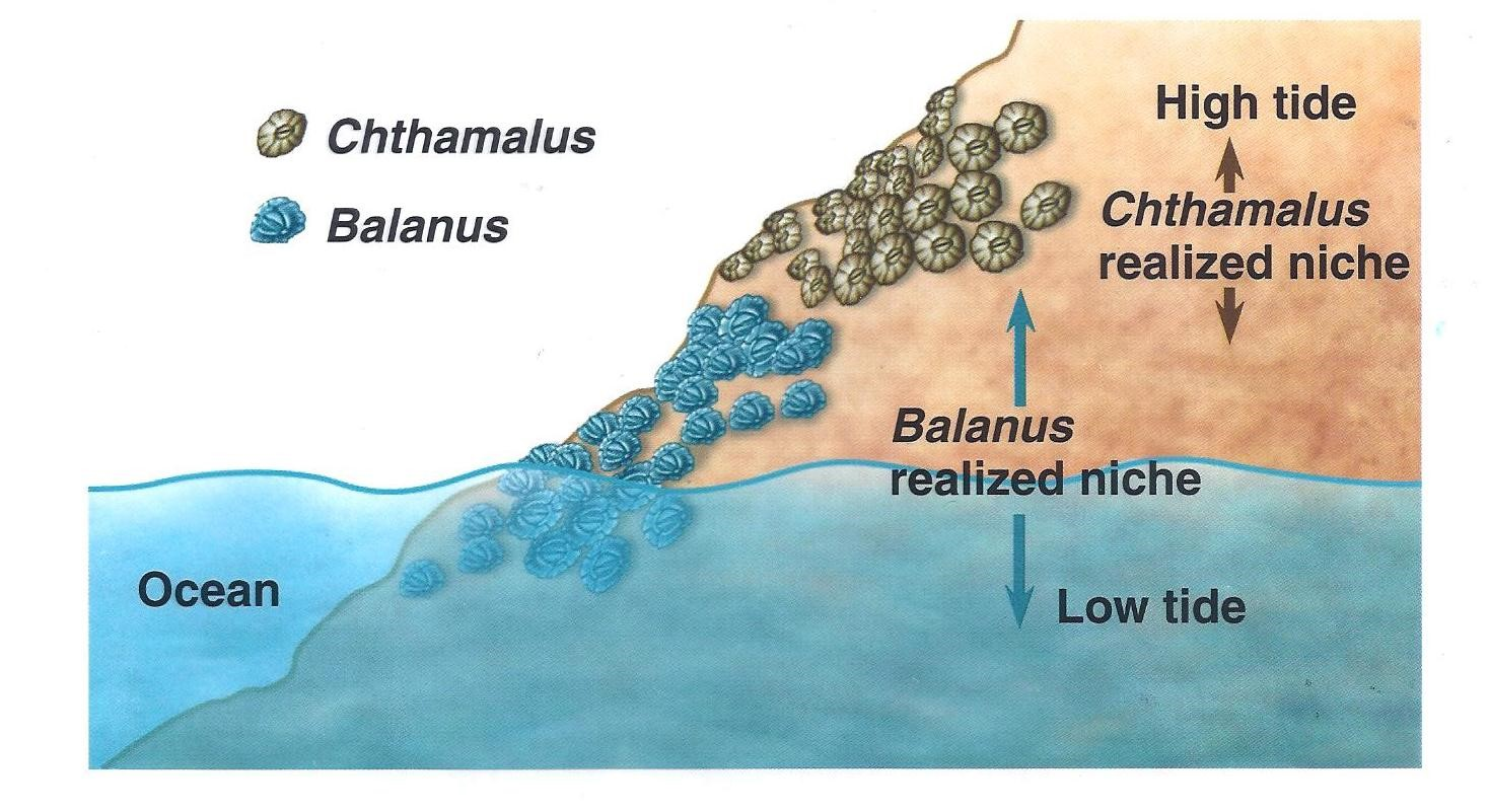 Solved For these organisms, occupying the lower regions of | Chegg.com