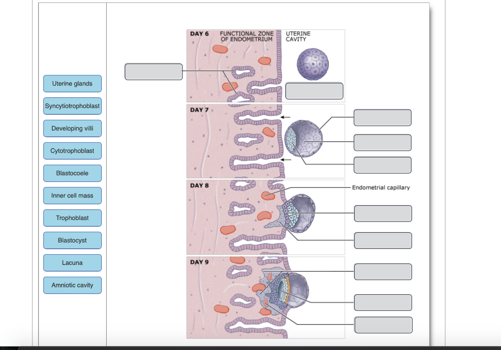 Solved Drag the labels onto the diagram to identify the | Chegg.com