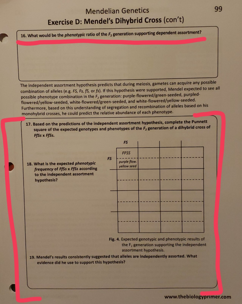 Solved: Mendelian Genetics 94 Exercise B: Mendel's Monohyb... | Chegg.com