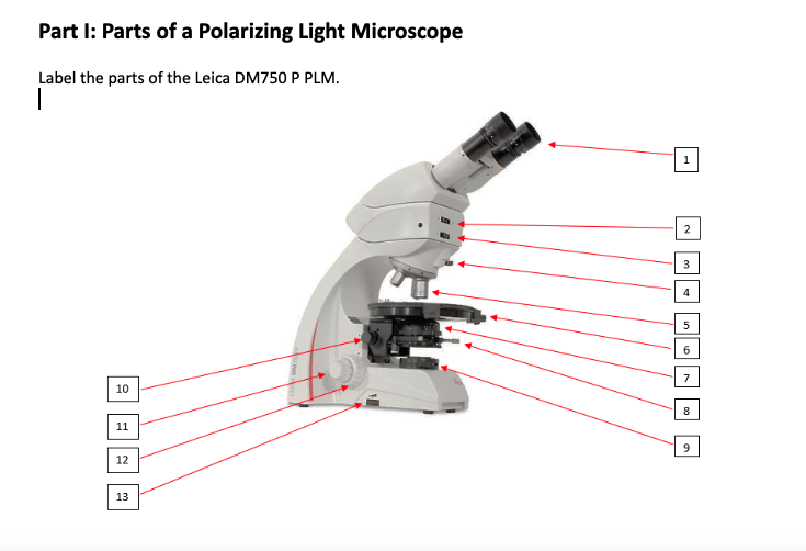 Solved Label the PLM diagram and write a single sentence | Chegg.com