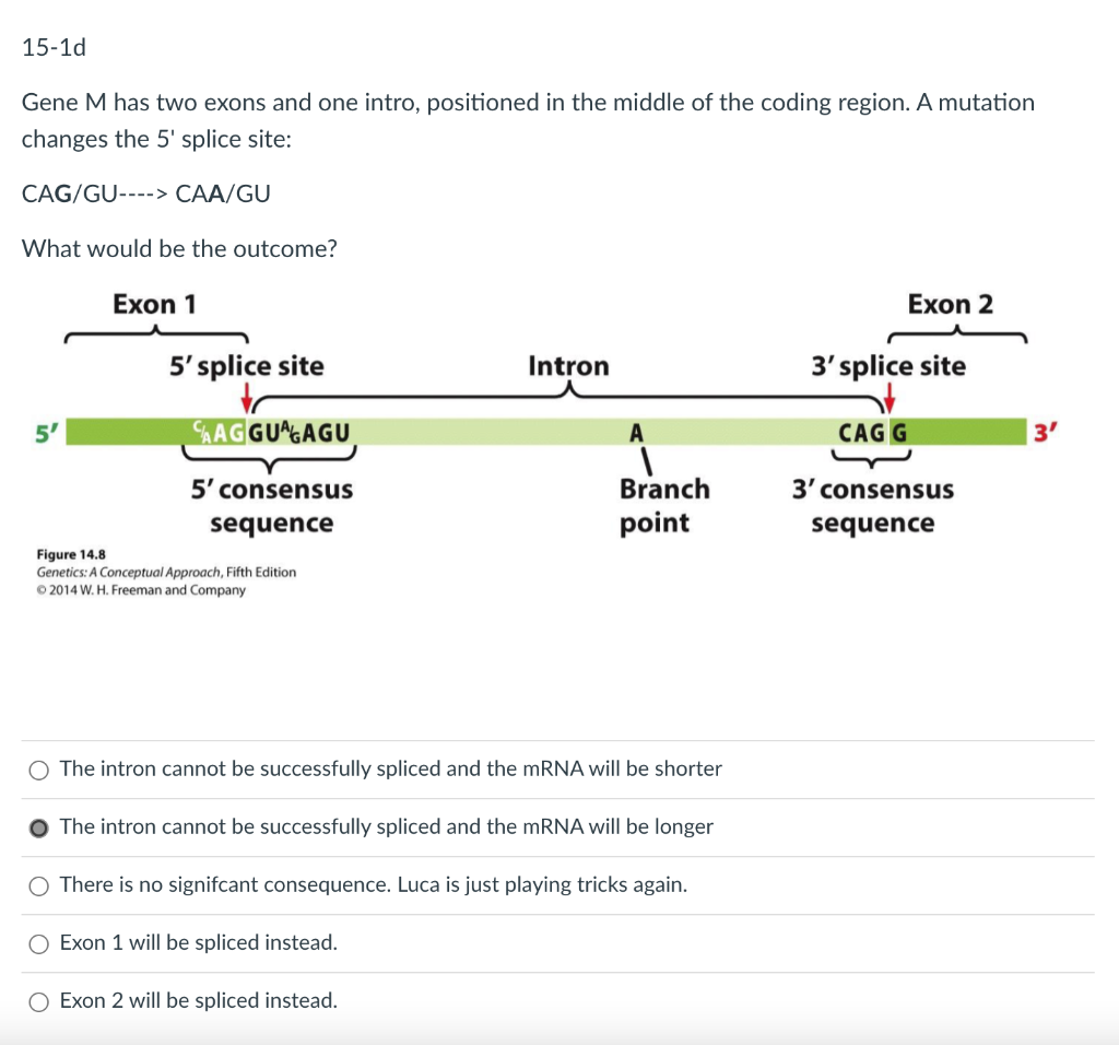 Solved 15−1d Gene M has two exons and one intro, positioned | Chegg.com