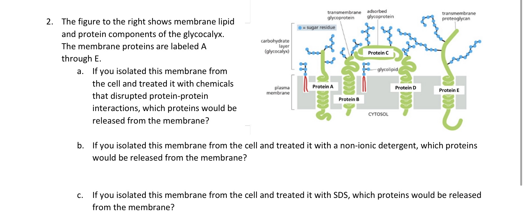 Solved b. If you isolated this membrane from the cell and | Chegg.com