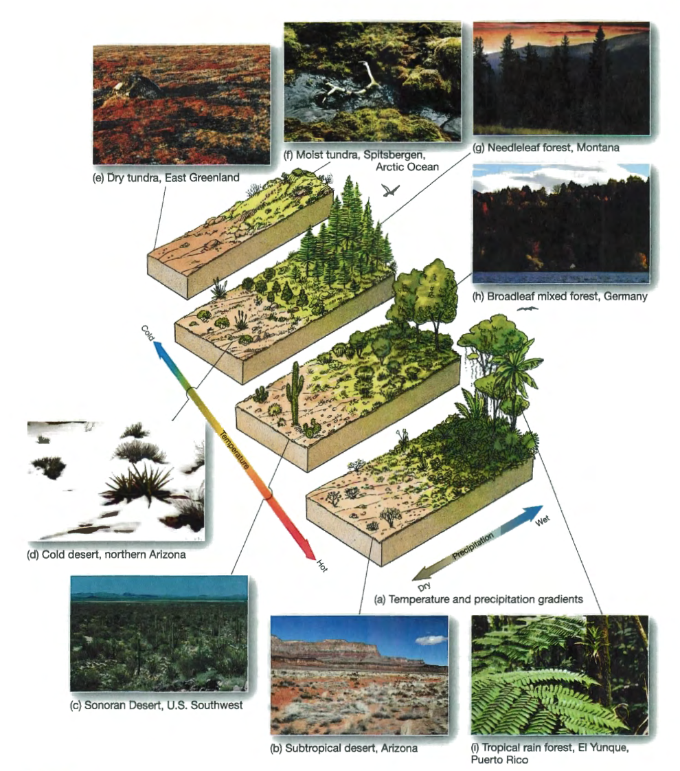Solved (g) Needleleaf forest, Montana (f) Moist tundra, | Chegg.com
