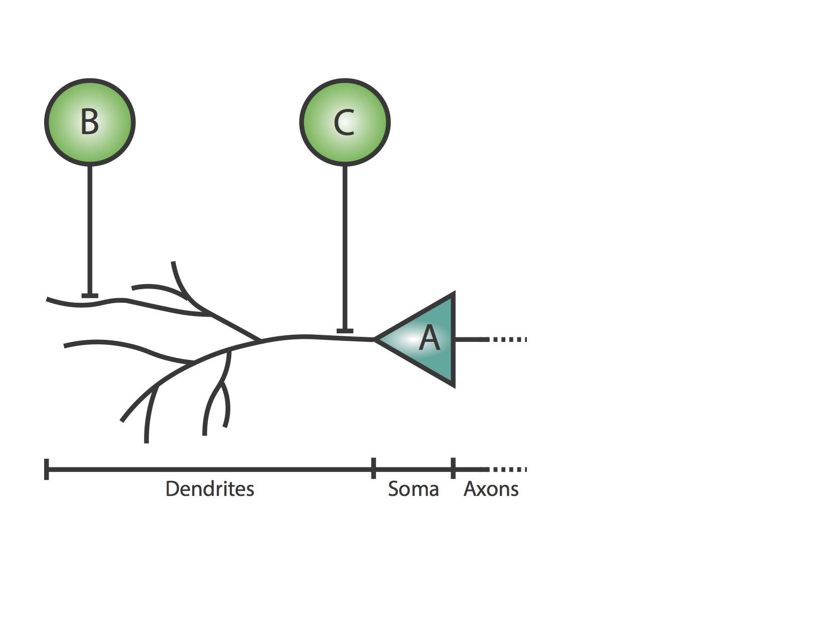 Solved Now you stimulate neuron B. ﻿Remember that neuron B | Chegg.com