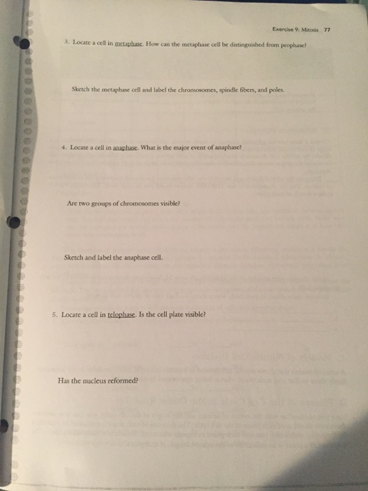 Solved 76 Exercise 9: Mitosis Materials Prepared slides | Chegg.com