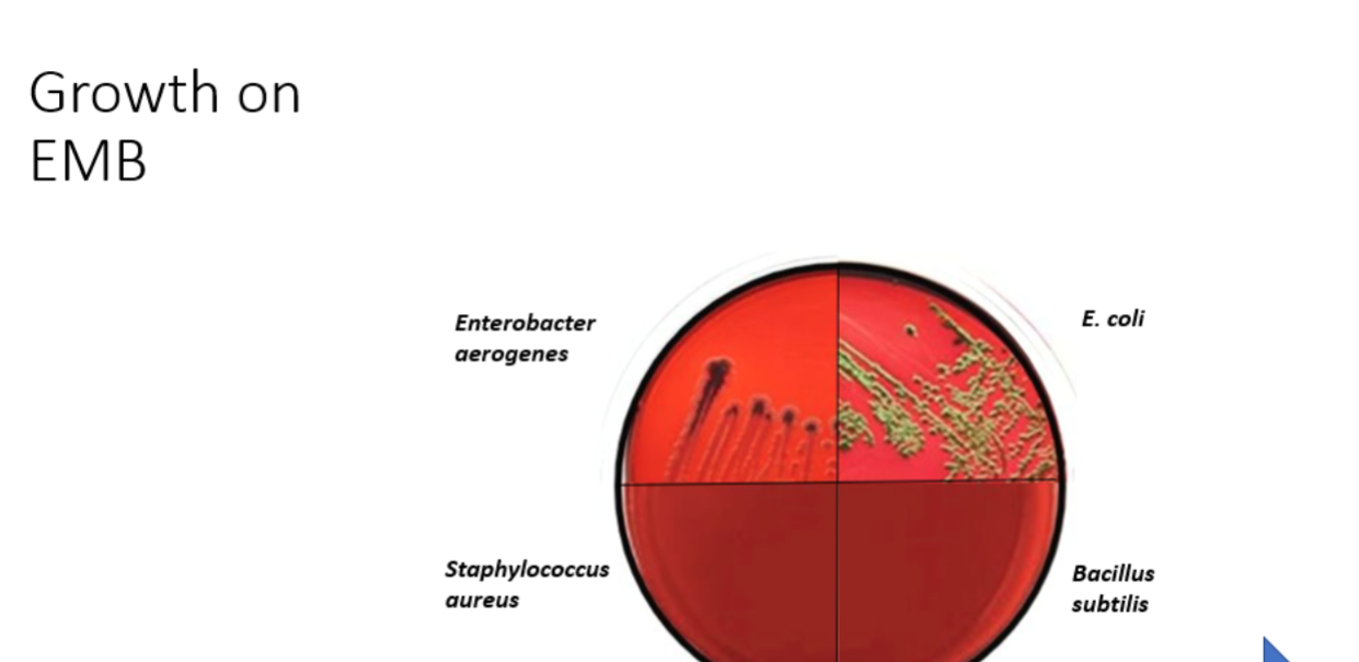 Enterobacter Cloacae Emb