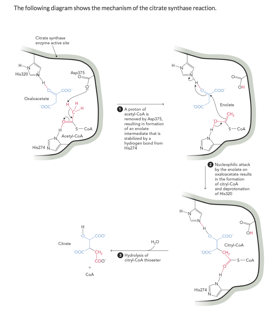 Solved: The Following Diagram Shows The Mechanism Of The C... | Chegg.com