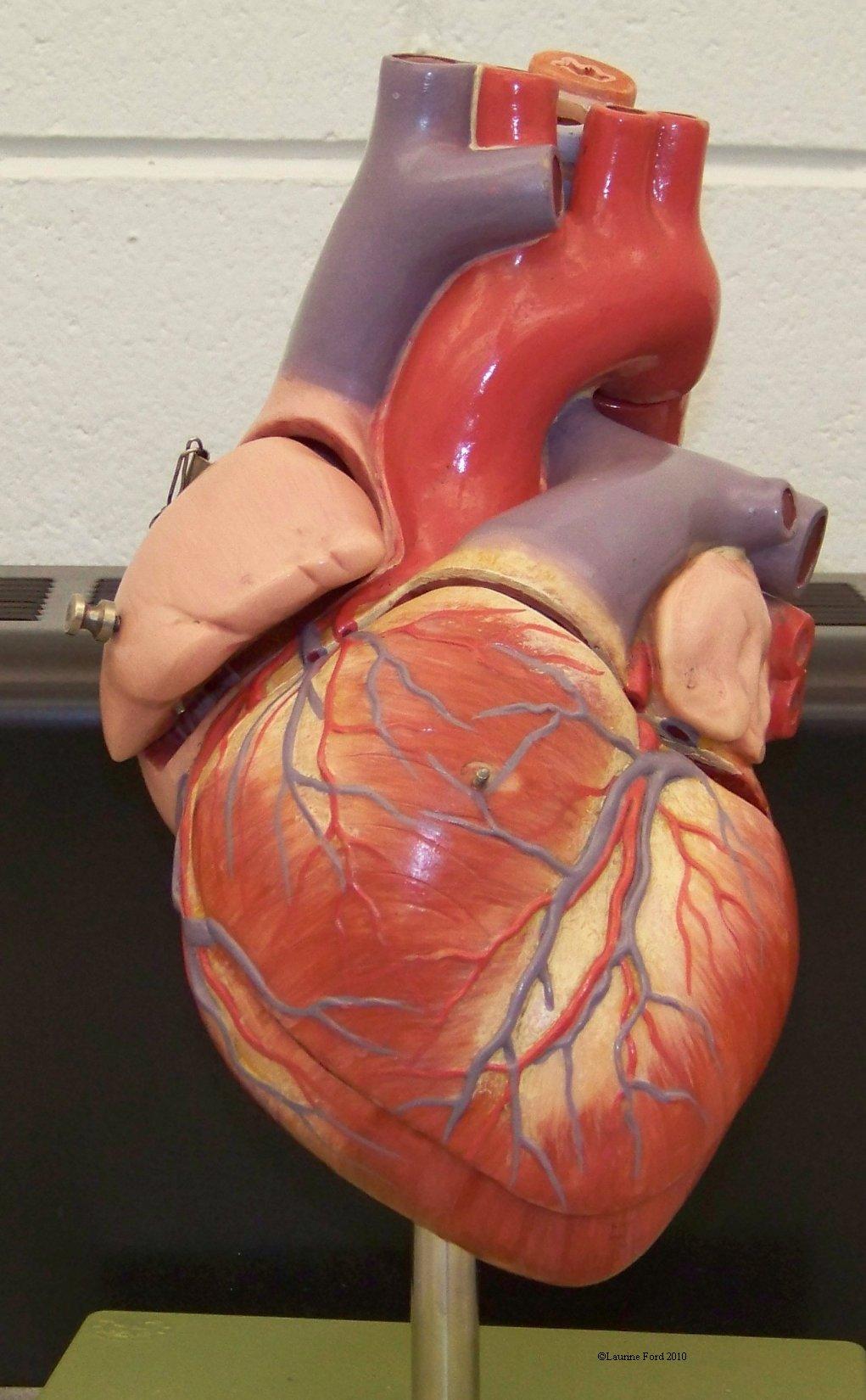 Solved Obtain a heart, dissection tray, gloves and tools | Chegg.com