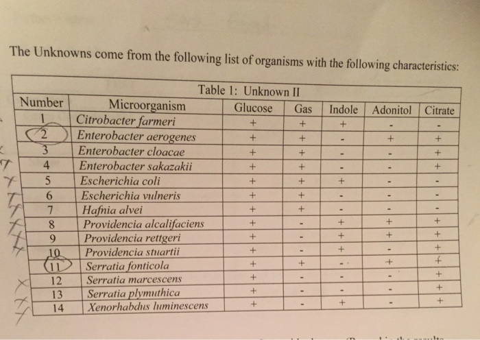 Solved My unknowns were enterobacter aerogenes and serratia | Chegg.com