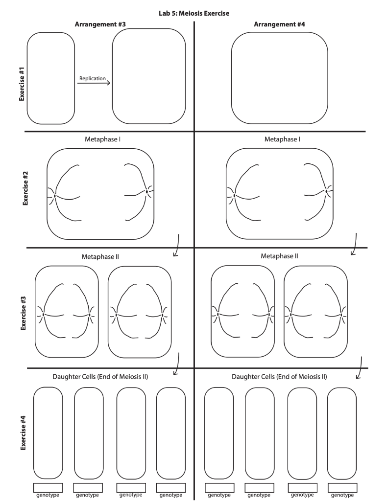 Solved Lab 5: Meiosis Exercise Arrangement #1 a a | Chegg.com