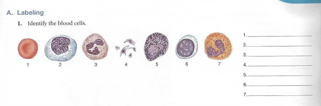 Solved A. Labeling 1. Identify the blood cells. 2. 3. 4. 5. | Chegg.com