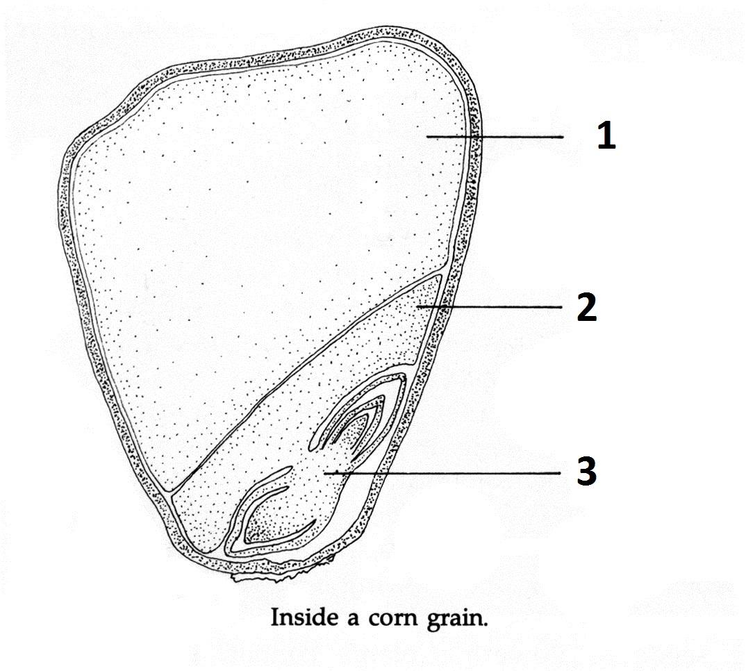 Corn Seedling Cross Section