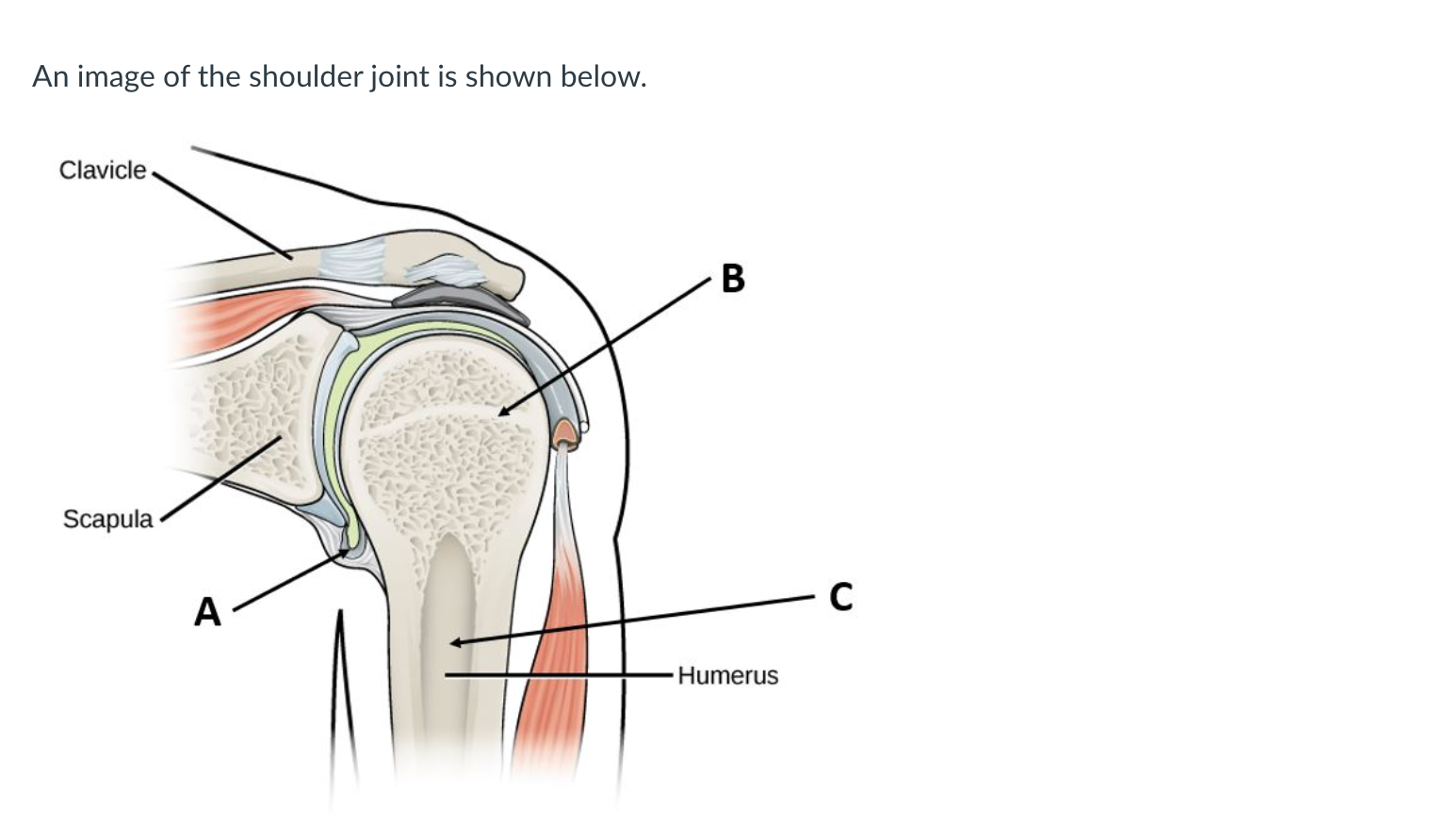 Solved An image of the shoulder joint is shown below. The | Chegg.com