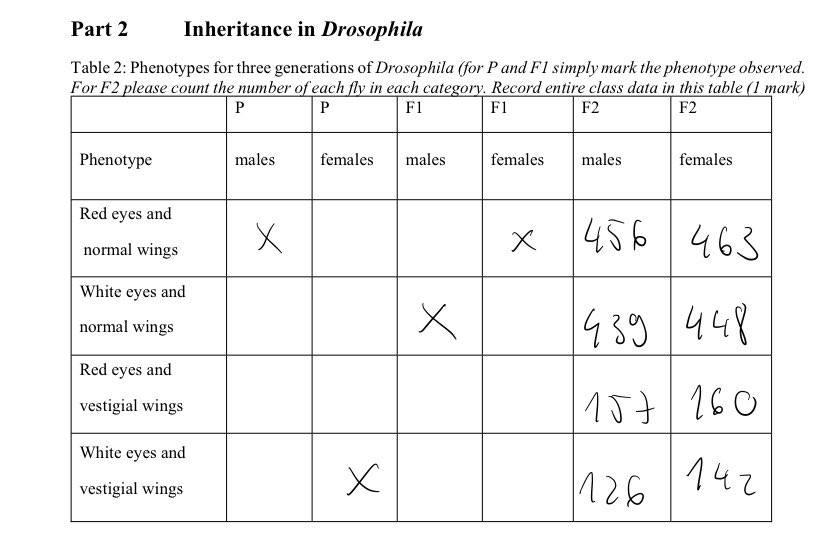 Solved Part 2 Inheritance in Drosophila Table 2: Phenotypes | Chegg.com