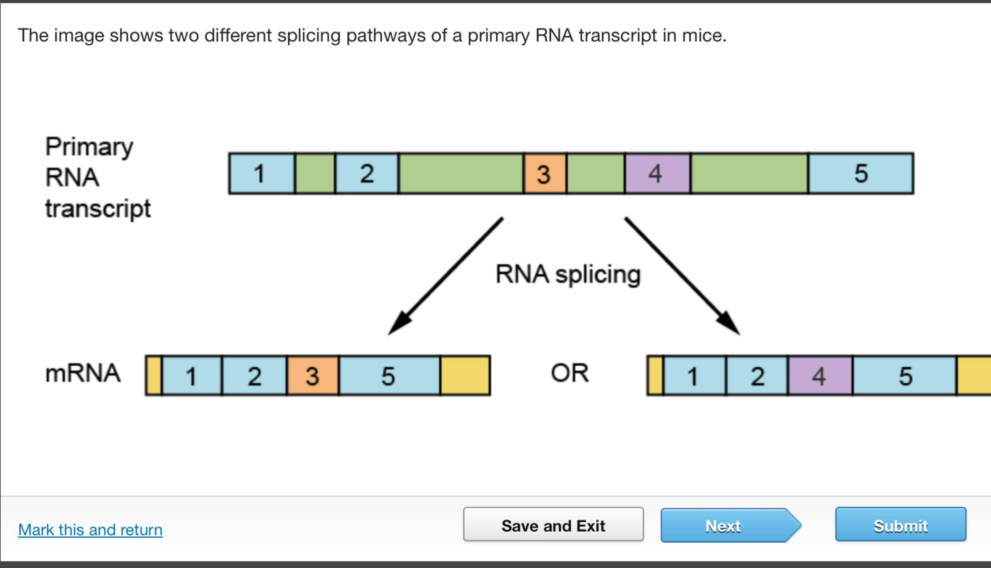 Solved The image shows two different splicing pathways of a | Chegg.com