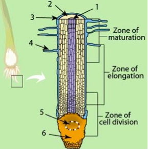 Solved 1. Below is a diagram of the tip of an onion root: | Chegg.com
