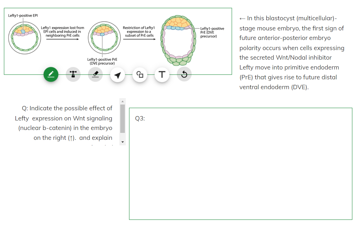← In this blastocyst (multicellular)stage mouse | Chegg.com