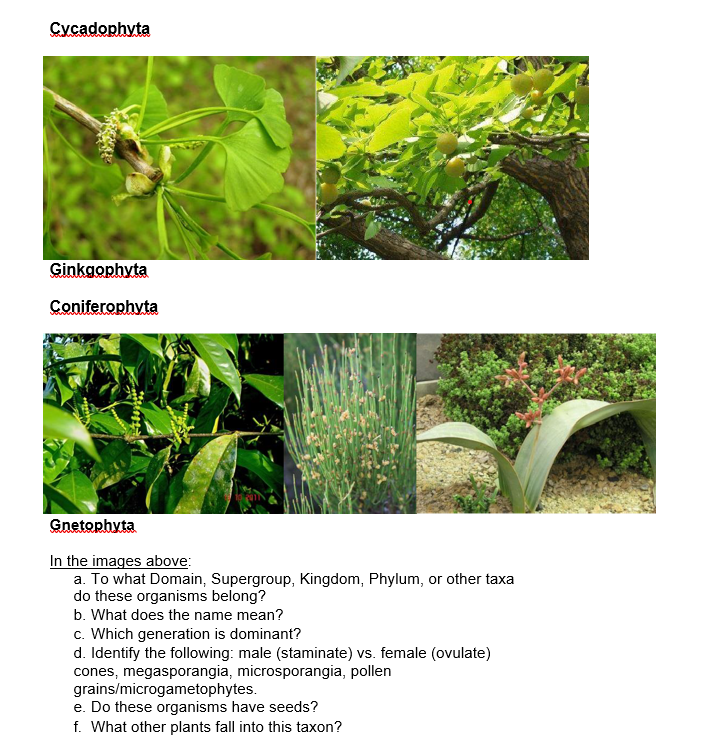 Cycadophyta Ginkgophyta Coniferophyta Flores | Chegg.com