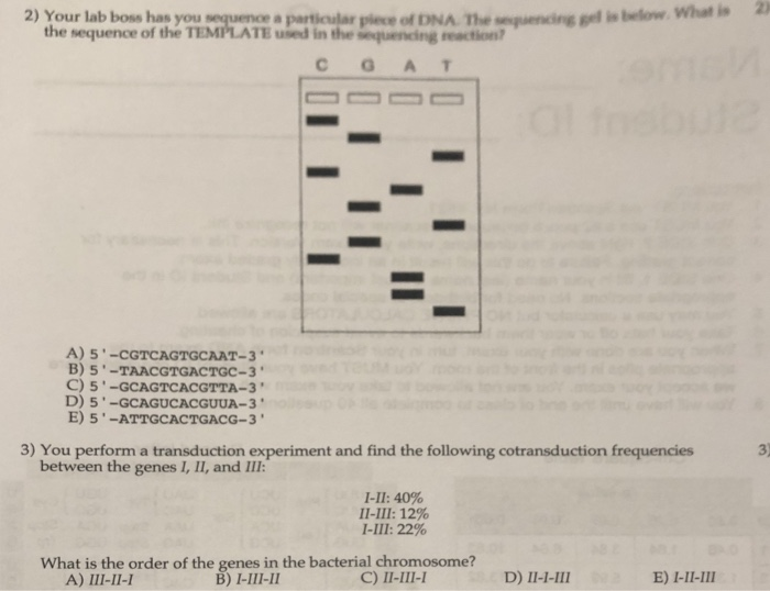 Solved 2) Your lab boss has you the sequence of the TEMPLATE | Chegg.com