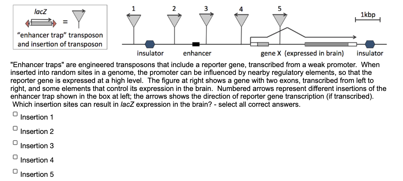 Solved 1 2 3 lacz 4 5 1kbp = "enhancer trap" transposon and | Chegg.com