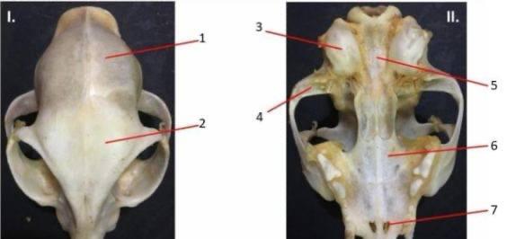 Solved F. Cat Skeleton. Identify the skeleton section and | Chegg.com
