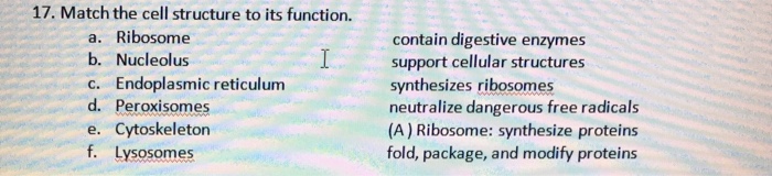Solved Match the cell structure to its function. a. | Chegg.com