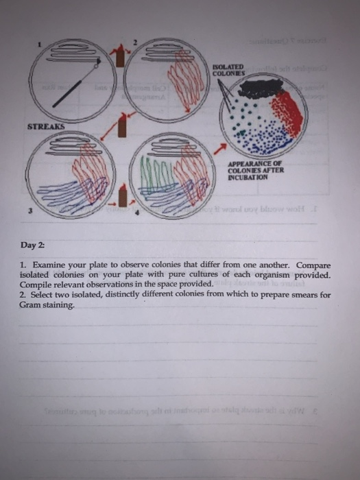 Solved bacterial Species #1 : staphylococcus | Chegg.com