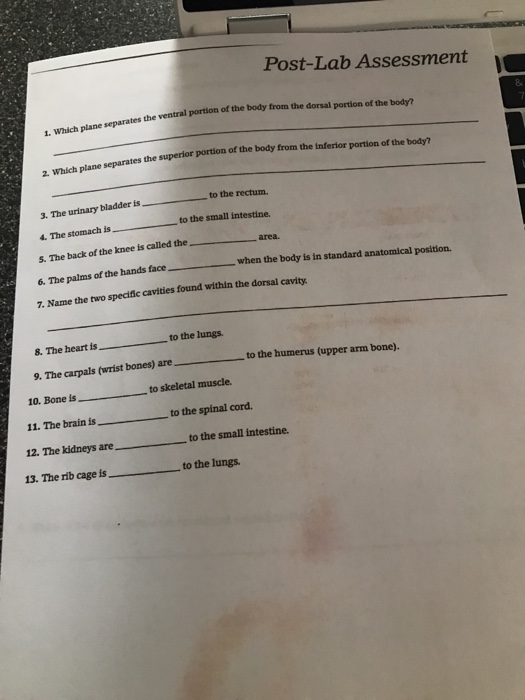 Solved Post-Lab Assessment the ventral portion of the body | Chegg.com