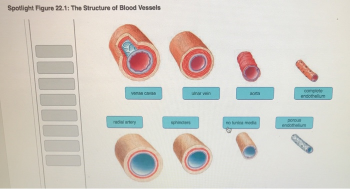 Solved Spotlight Figure 22.1: The Structure of Blood Vessels | Chegg.com