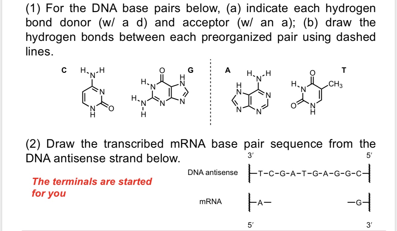 Solved (1) ﻿For the DNA base pairs below, (a) ﻿indicate each | Chegg.com
