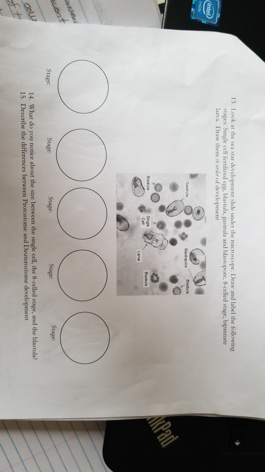 Solved 13. Look at the sea star development slide under the | Chegg.com