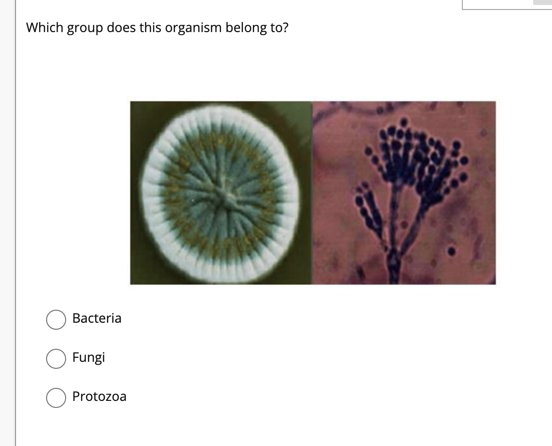 Solved Which group does this organism belong to? Bacteria | Chegg.com
