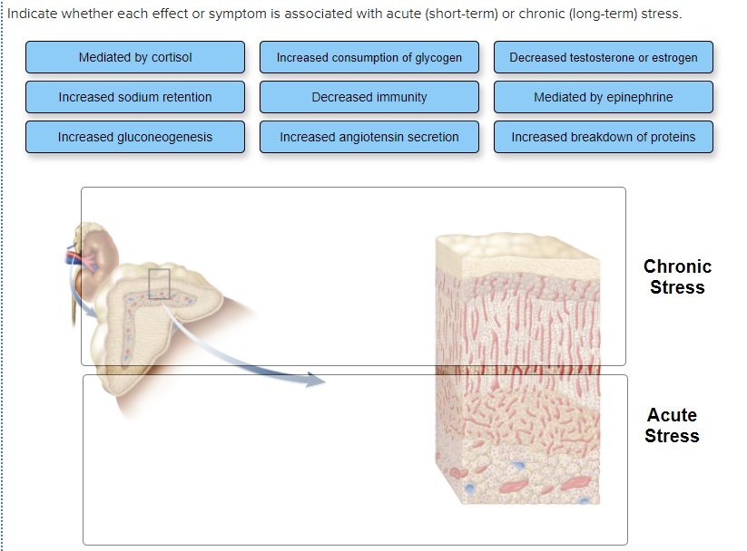 Solved Indicate whether each effect or symptom is associated | Chegg.com