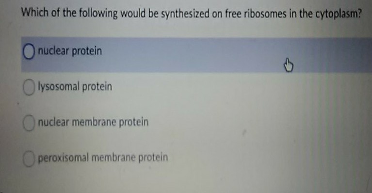 Solved Which of the following would be synthesized on free | Chegg.com
