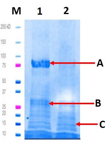 Solved Please plot a standard curve using Log MW vs. Rf, | Chegg.com