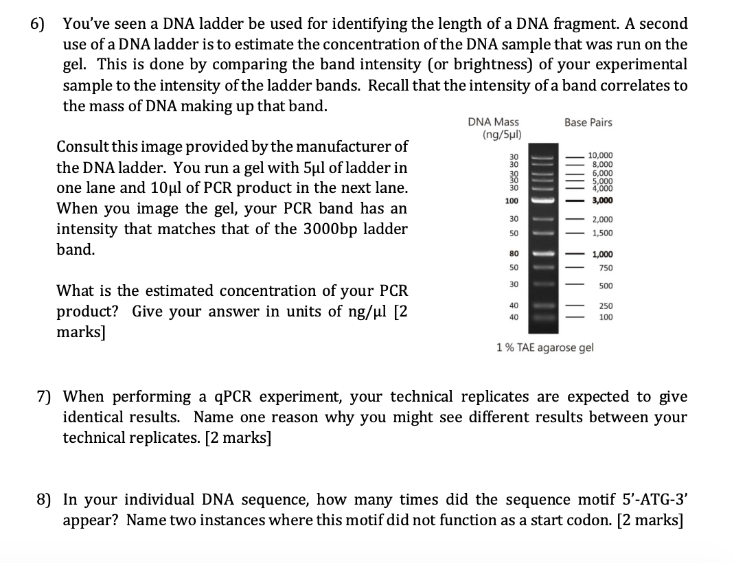 Solved 6) You've seen a DNA ladder be used for identifying | Chegg.com