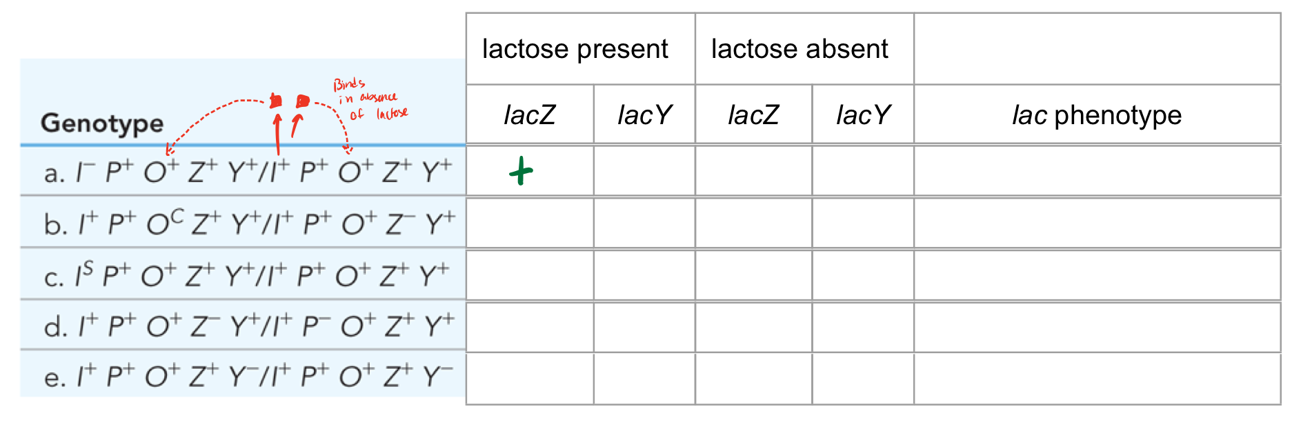 Solved lactose present lactose absent Binds in absence of | Chegg.com