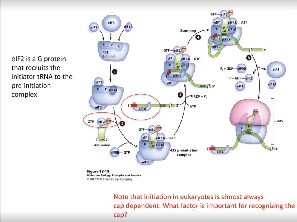 Molecular Biology: Principles and Practice o 2012 W. | Chegg.com