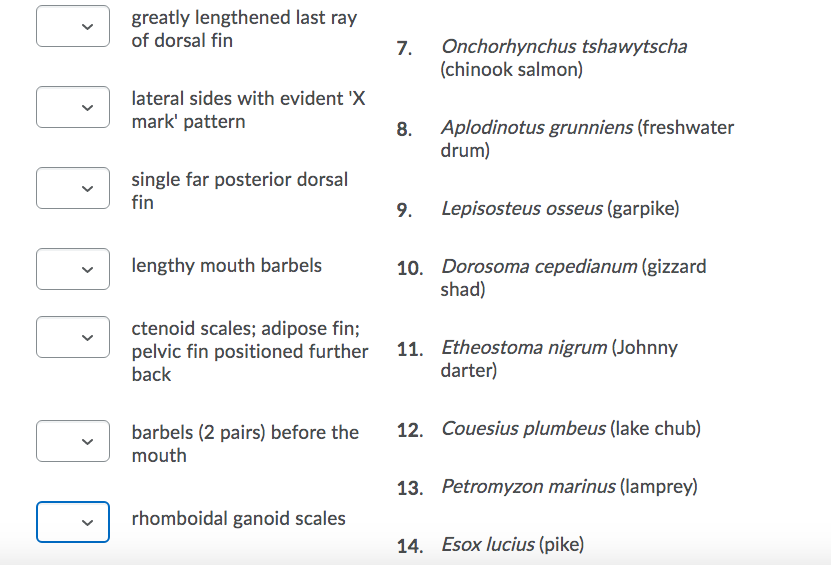 suctorial disc thin lips & small barbel in corner of | Chegg.com