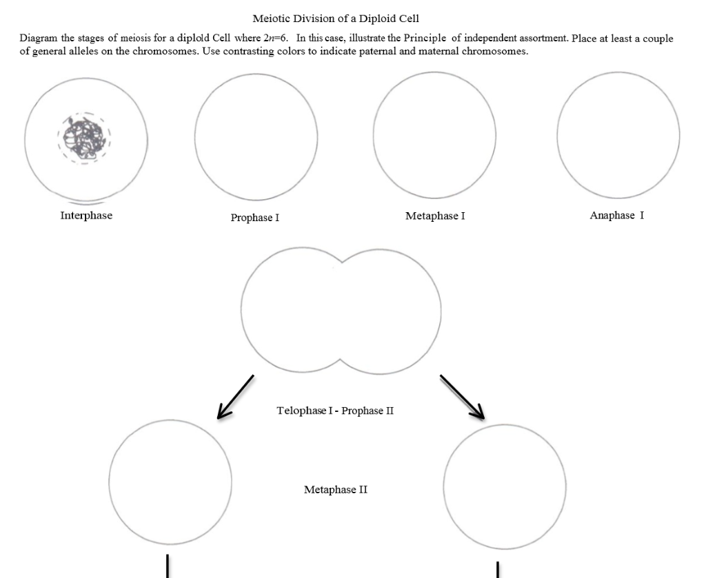 Solved Mitotic Division of a Diploid Cell Diagram the stages | Chegg.com